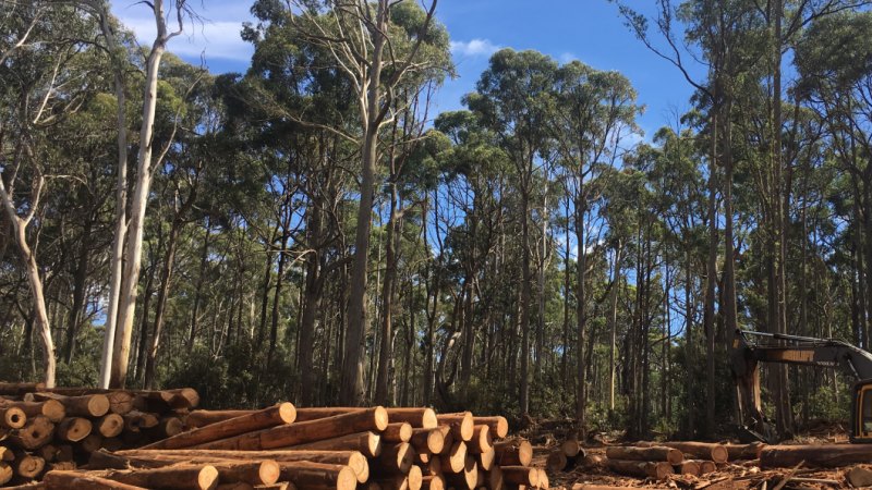 If we don't harvest native timber in Victoria, what's the alternative?