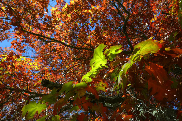 Autumn in Melbourne: The best places to visit in Victoria in the fall