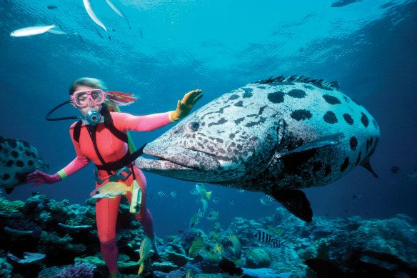 What to do if a shark attacks you: Valerie Taylor