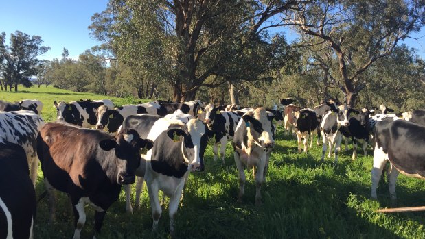 Poo power: Farm to run 100 per cent on 'green' electricity