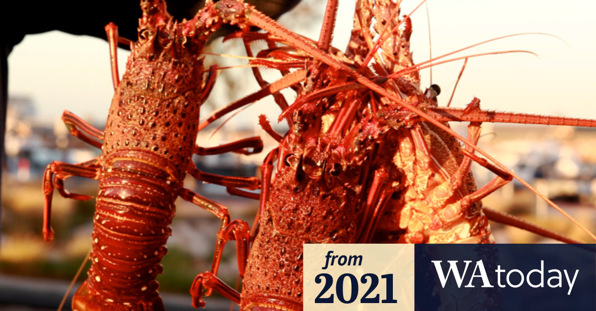 Western rock lobster: Back-of-boat lobster sales doubled as West ...