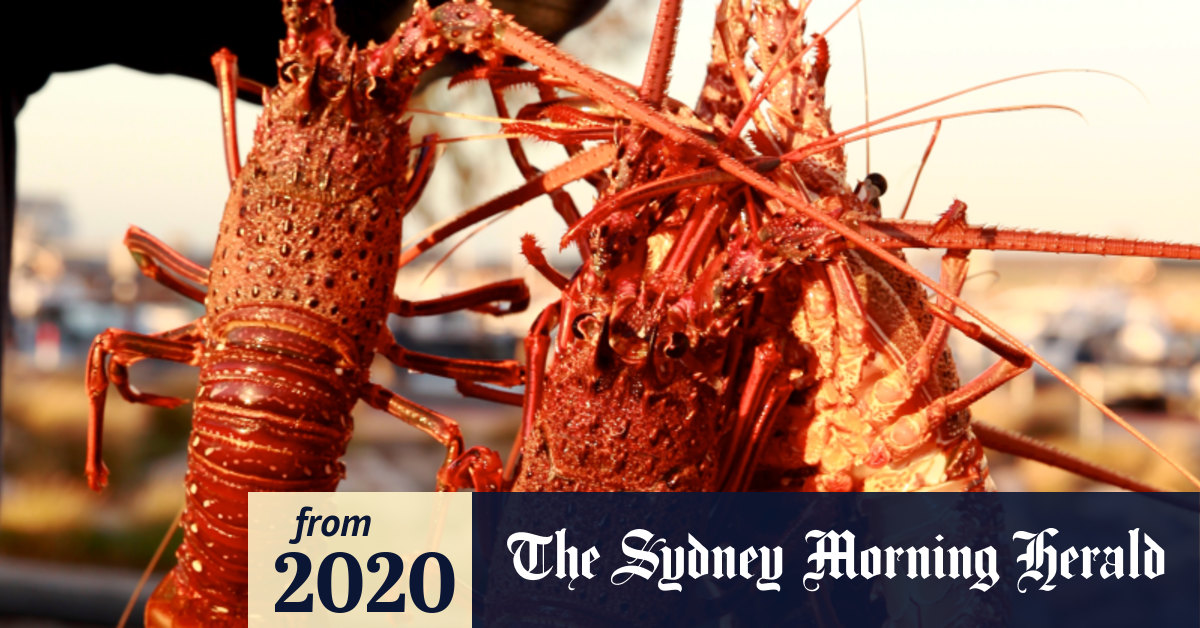 Australian lobster exports feared latest victim of China tensions