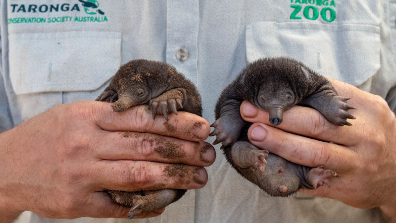'Highlight of my career': Taronga Zoo celebrates birth of new baby echidnas