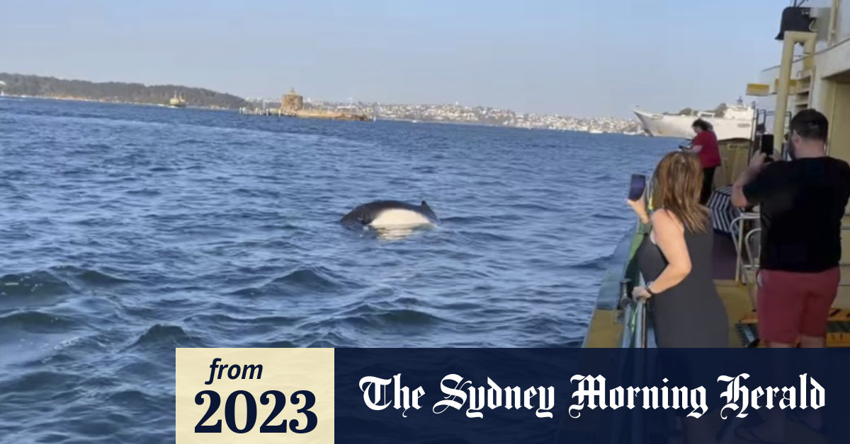 Humpback whales sighted near Sydney Opera House