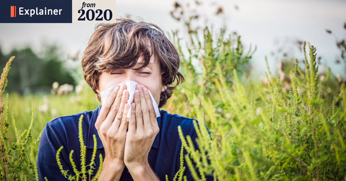 Hay fever: How to prevent it, why you get it, and this season's hay ...