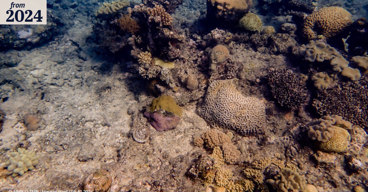 Great Barrier Reef bleaching: One-third of corals dead near Cooktown