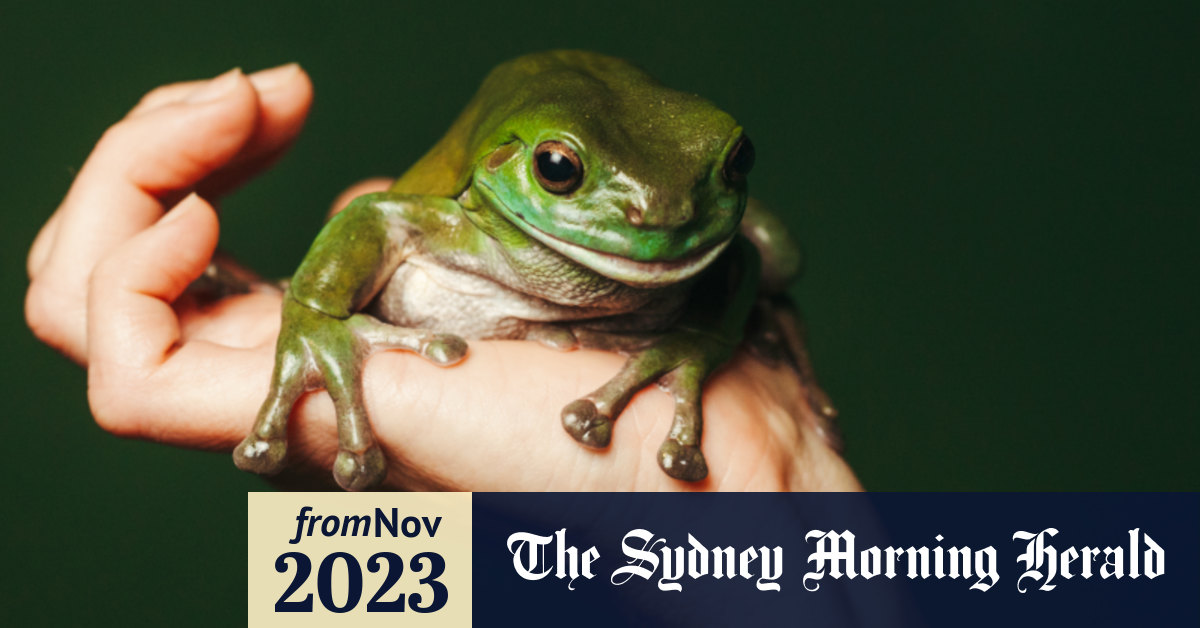 Frogs of Sydney: Which ones live in your backyard?