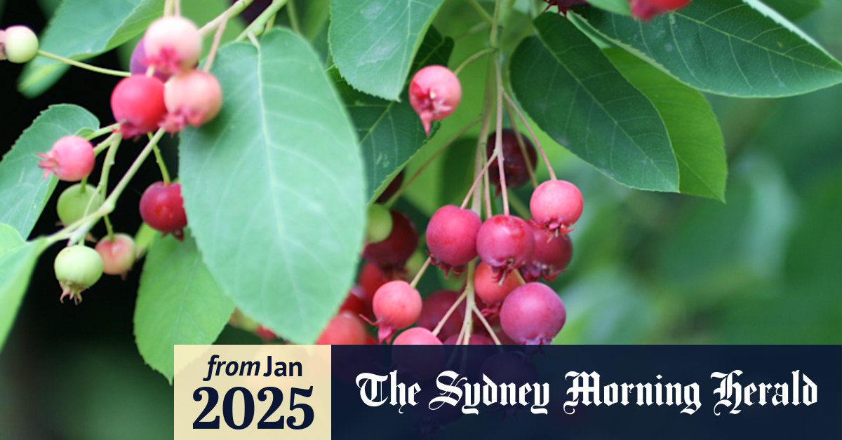 Book review: The Serviceberry by Robin Wall Kimmerer