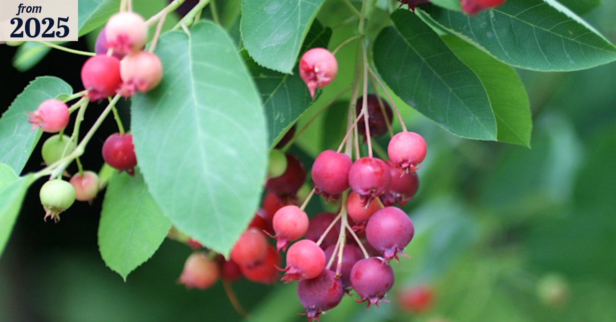 Book review: The Serviceberry by Robin Wall Kimmerer