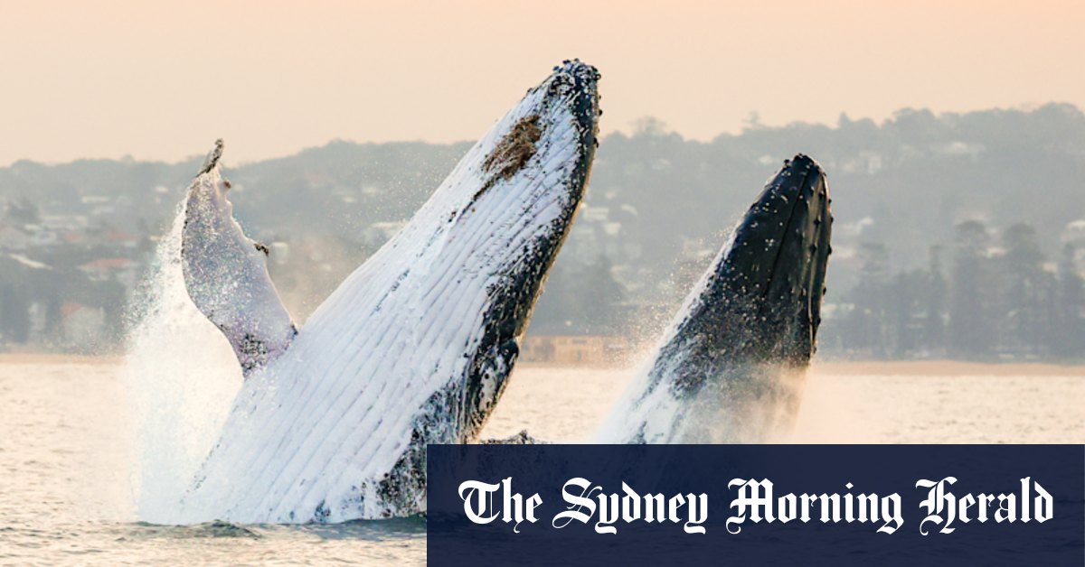 Eliee nova don't want to reiterate myself so please to