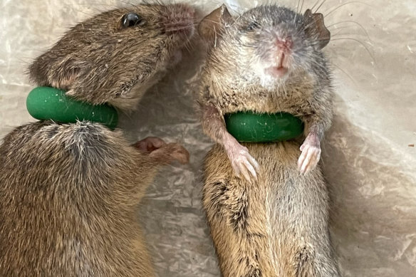 NSW mouse plague: Farmers find novel ways to cope