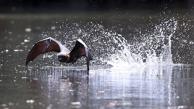 Nipah virus outbreak: Australia on high alert as deadly virus spreads ...