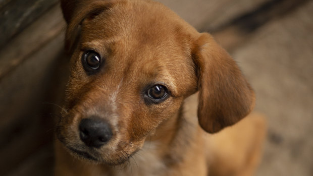 PETstock Pet Adoption Day aims to find homes for rescue animals