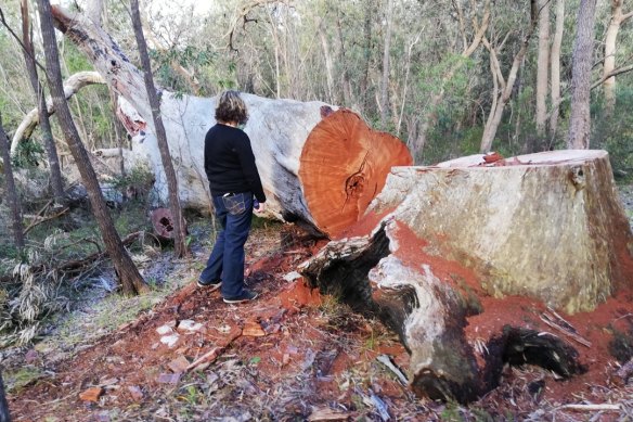 Mystery vandal chops down massive 400-year-old king jarrah tree in Gelorup
