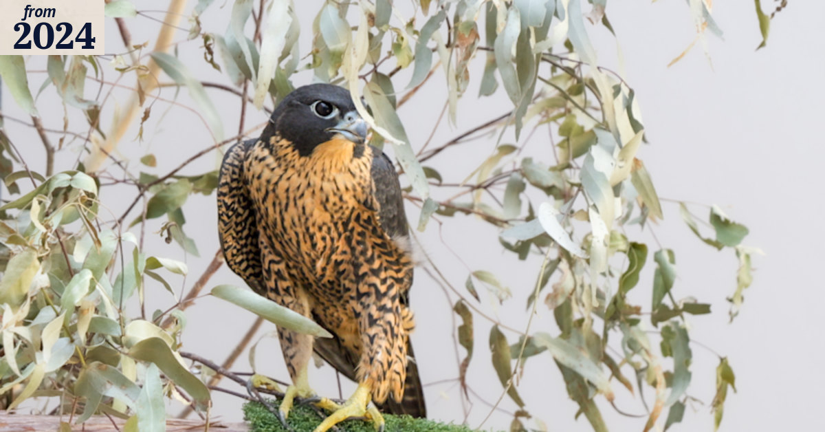 Melbourne: Falcon fledging born on CBD skyscraper soars again after ...