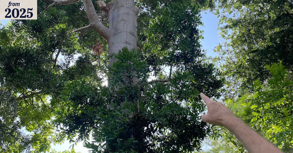 Big trees, bold development plans and a community pushing back