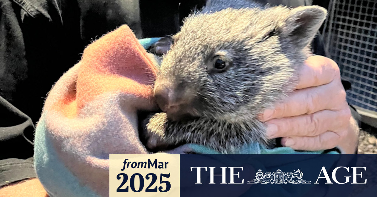 Venus Bay wombat massacre: Slain mother’s joey rescued after horrific ...