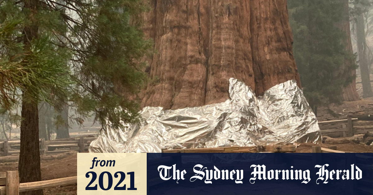 World’s largest tree wrapped in aluminium as raging fire nears