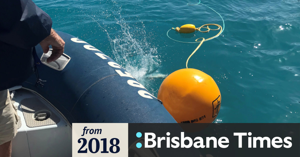 Queensland-wide shark-control program to go ahead with contractors ...