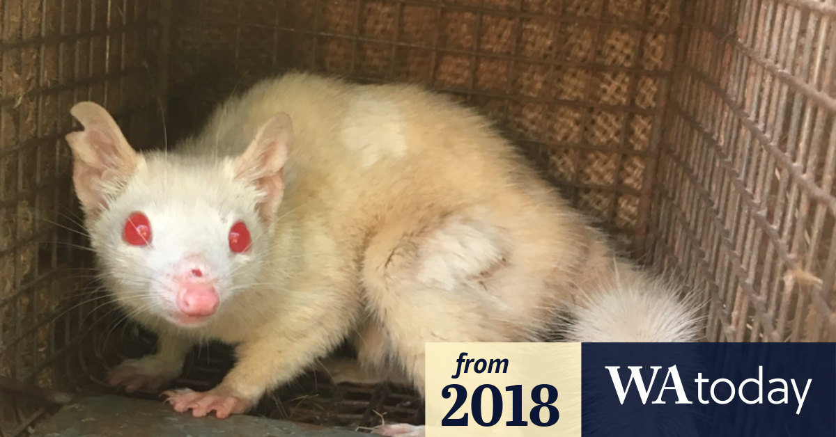 Red dirt, white fur, red eyes? Albino quoll spotted in WA's Pilbara