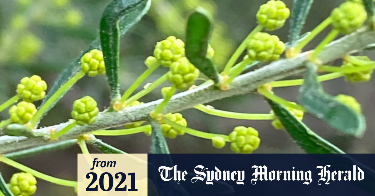 The aesthetic appeal of wattles has never been only about the flowers