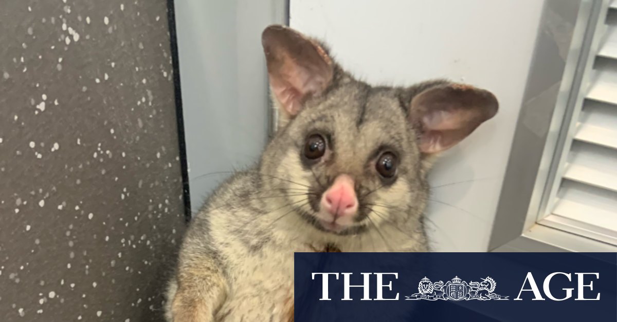 Melbourne wildlife: The possum-catchers who grab the critters when they ...
