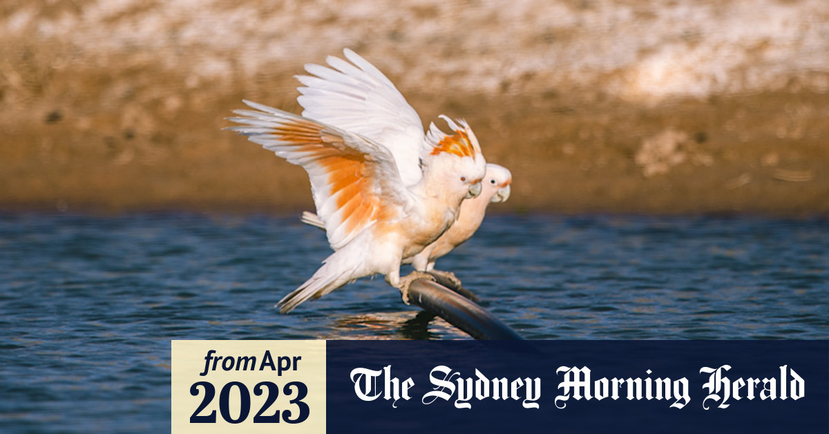 Endangered animals: Major Mitchell pink cockatoo among new threatened ...