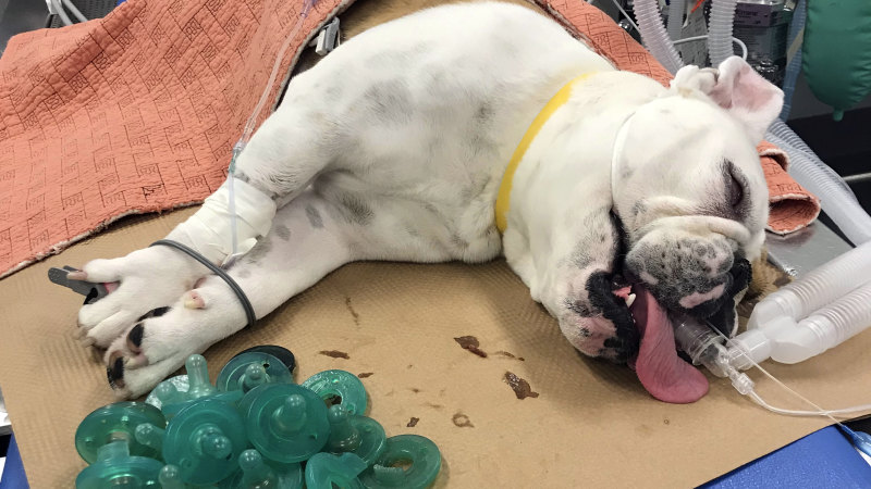Sick bulldog found to have swallowed 19 baby dummies
