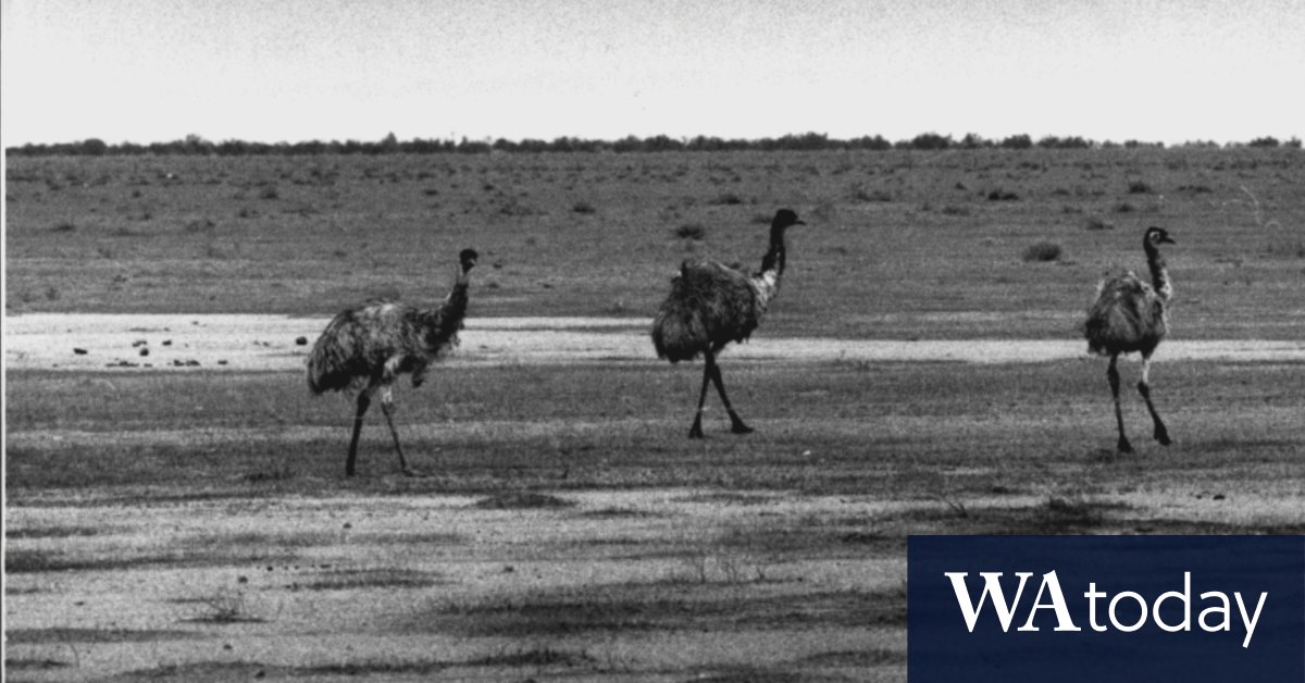 From the Archives, 1932: The Great Emu War begins