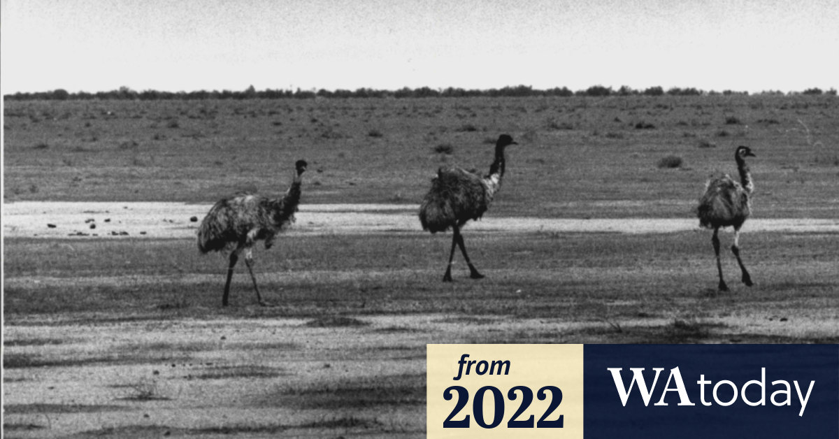 From the Archives, 1932: The Great Emu War begins