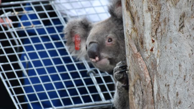 Genetically-enhanced captive koalas could be saviours of wild cousins
