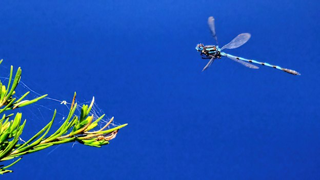colourful flying insect