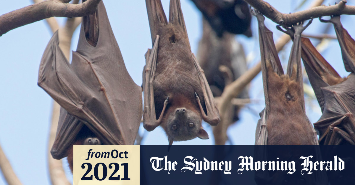 Hendra virus variant detected in flying foxes across Australia