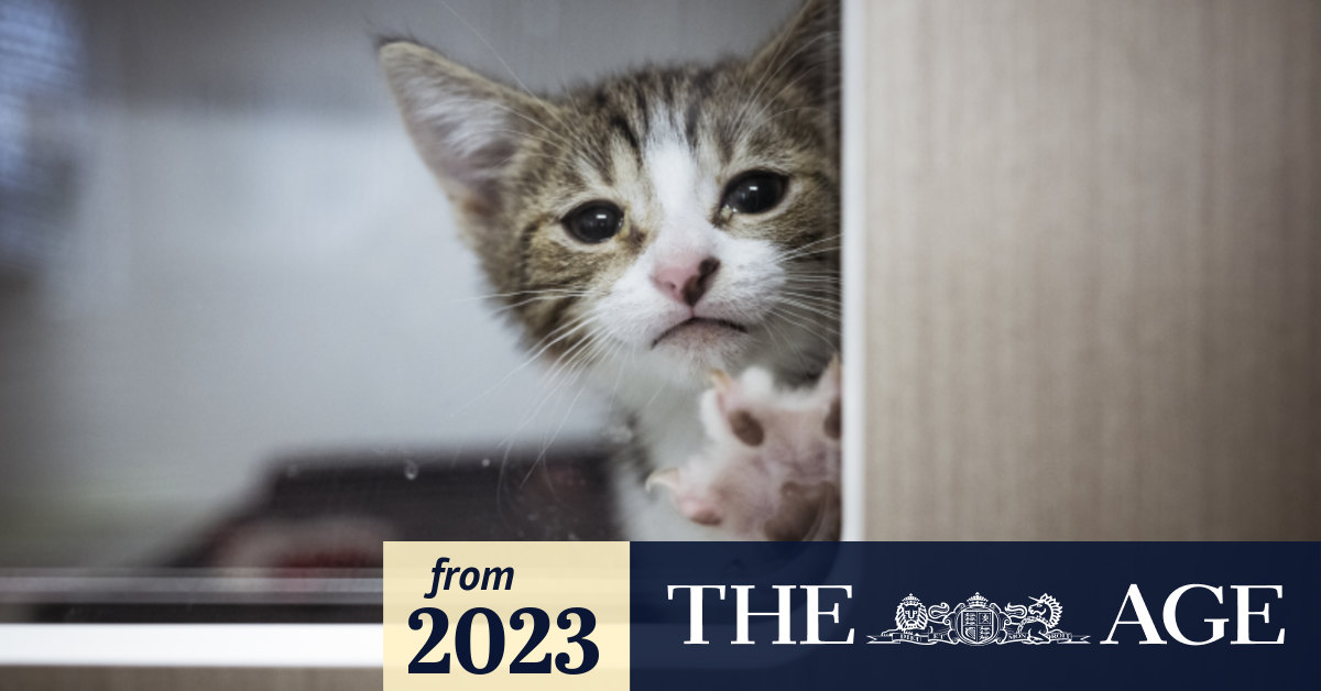 Melbourne animal shelters: On the front line of an out-of-control ...