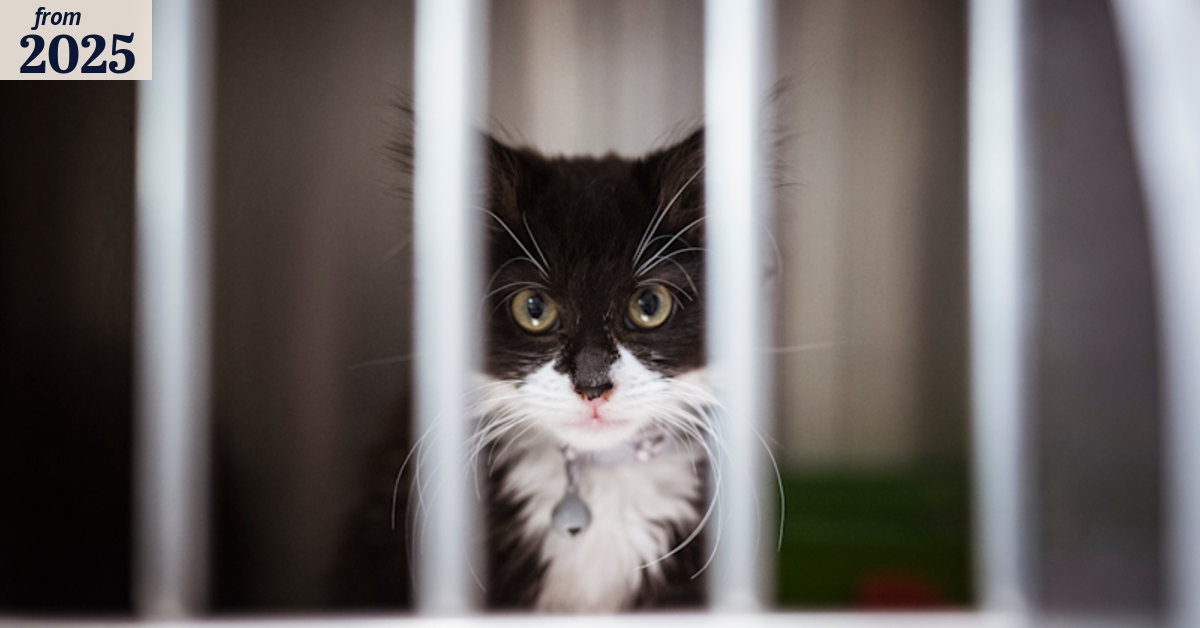 Cat curfew: City of Melbourne to consider 24-hour cat containment orders