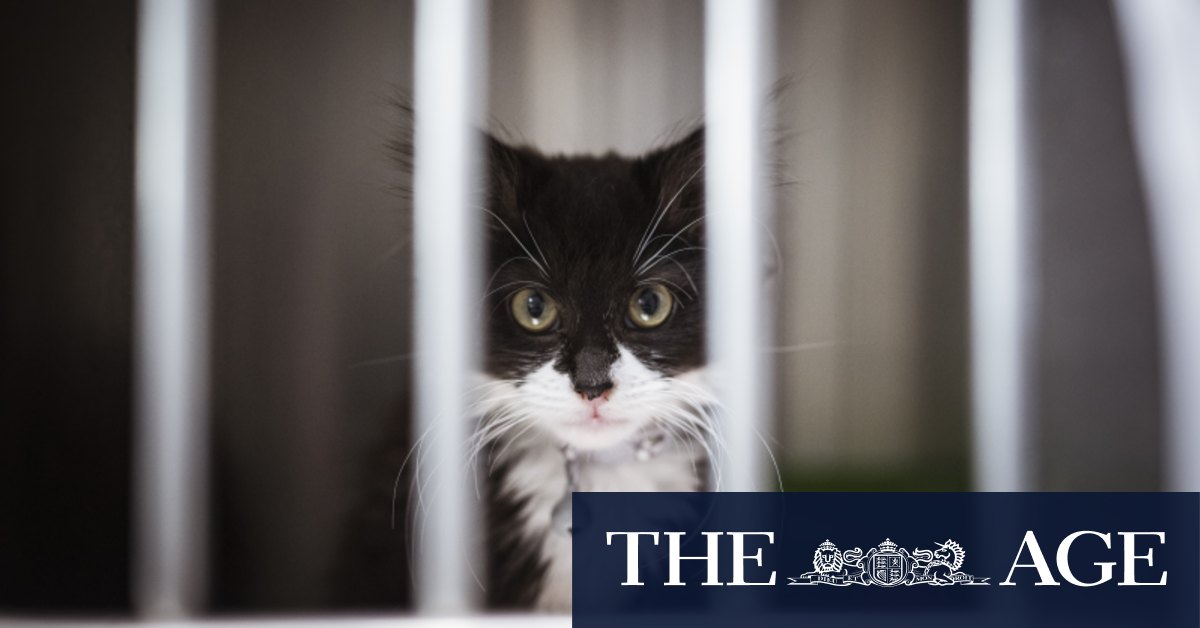 Cat curfew: City of Melbourne to consider 24-hour cat containment orders