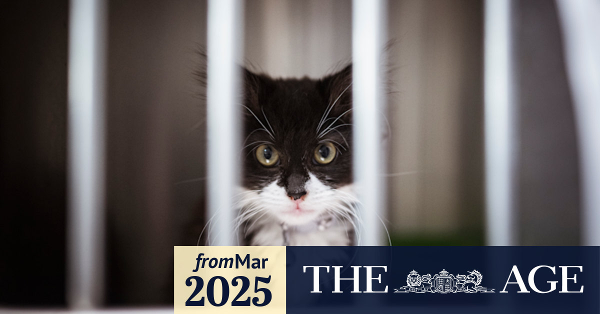 Cat curfew: City of Melbourne to consider 24-hour cat containment orders