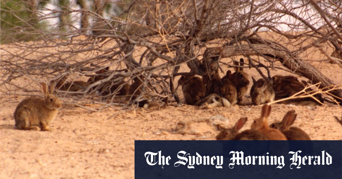Why Australia’s 200m wild rabbit population could soon explode