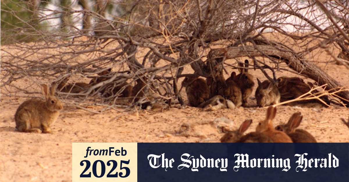 Why Australia’s 200m wild rabbit population could soon explode