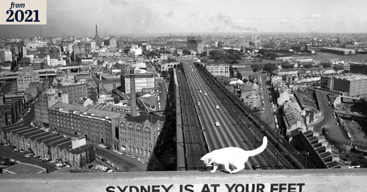 Deaf white cats were safe on the Harbour Bridge