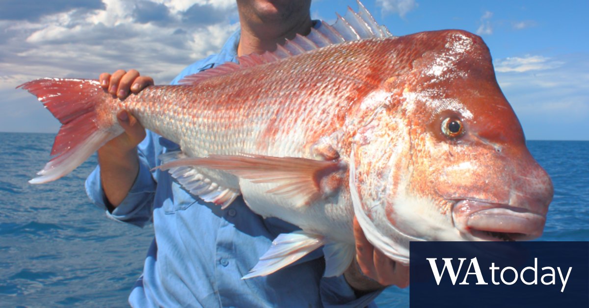 WA demersal fishing ban: Snapper, dhufish fishing ban for west coast ...
