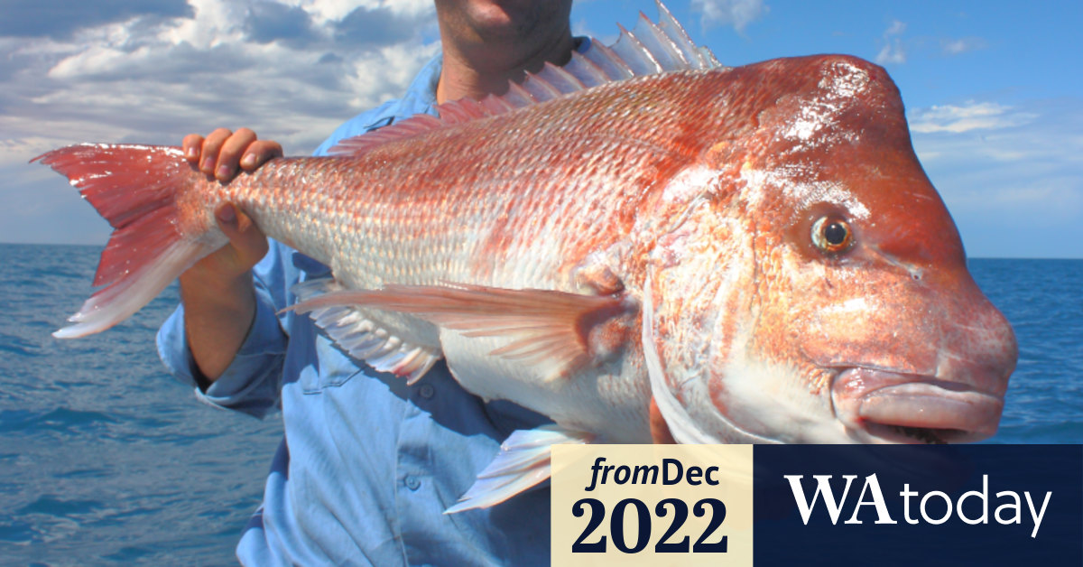 WA demersal fishing ban: Snapper, dhufish fishing ban for west coast ...