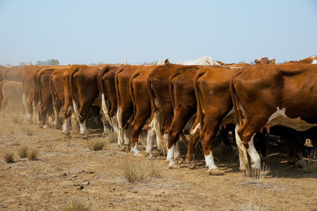 AACo sees beef constraint, as Holmes a Court takes stake