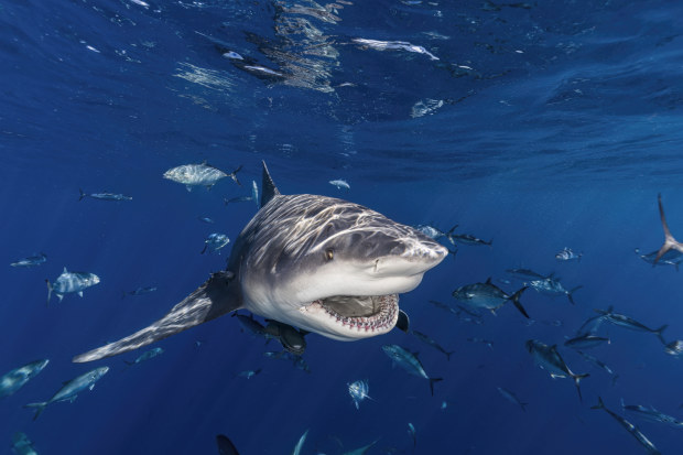 Shark attacks SA, Qld: Experts say there’s been no major uptick in deaths