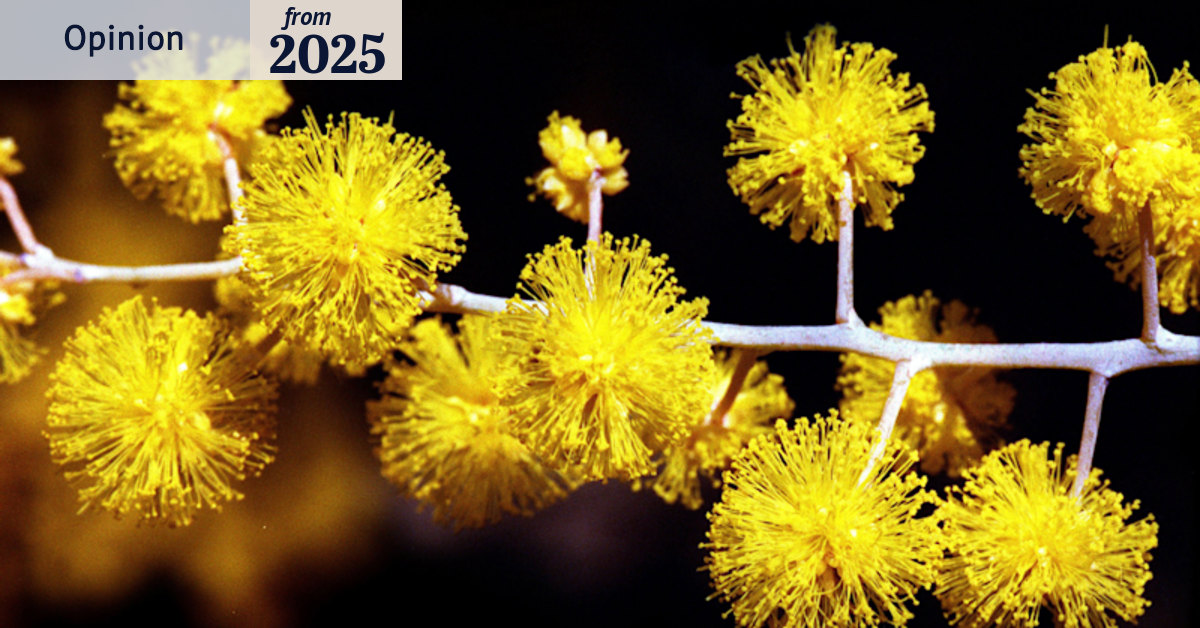 Faithworks; National Wattle Day: Awakening to the turning of the ...