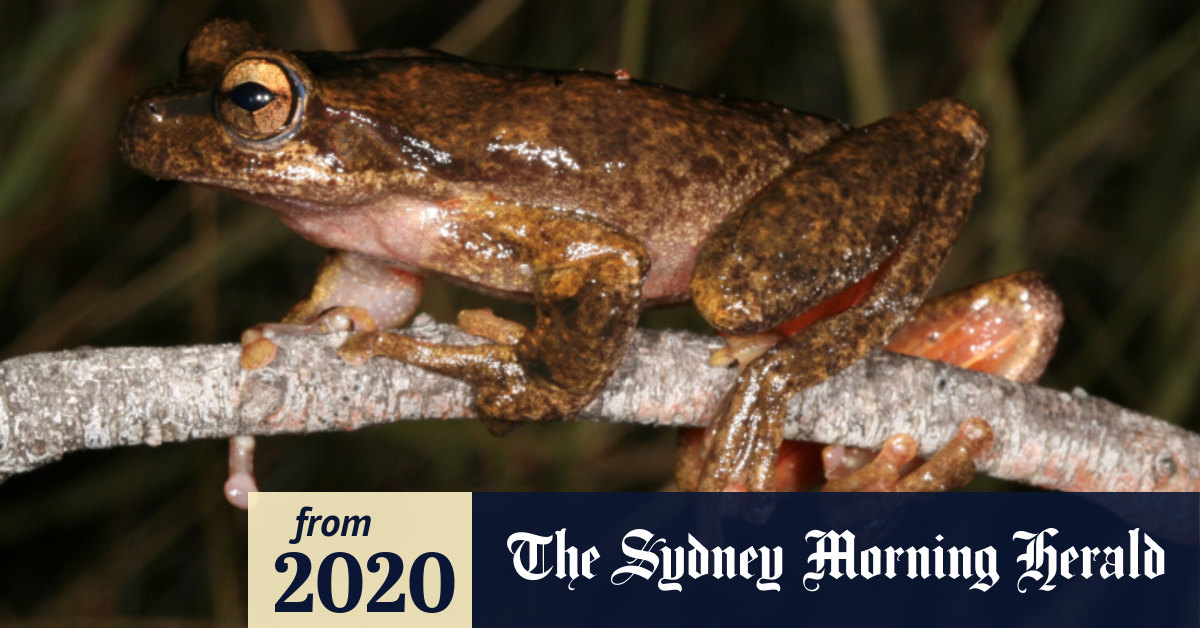 Alarm raised over logging near 'Lazarus' frog
