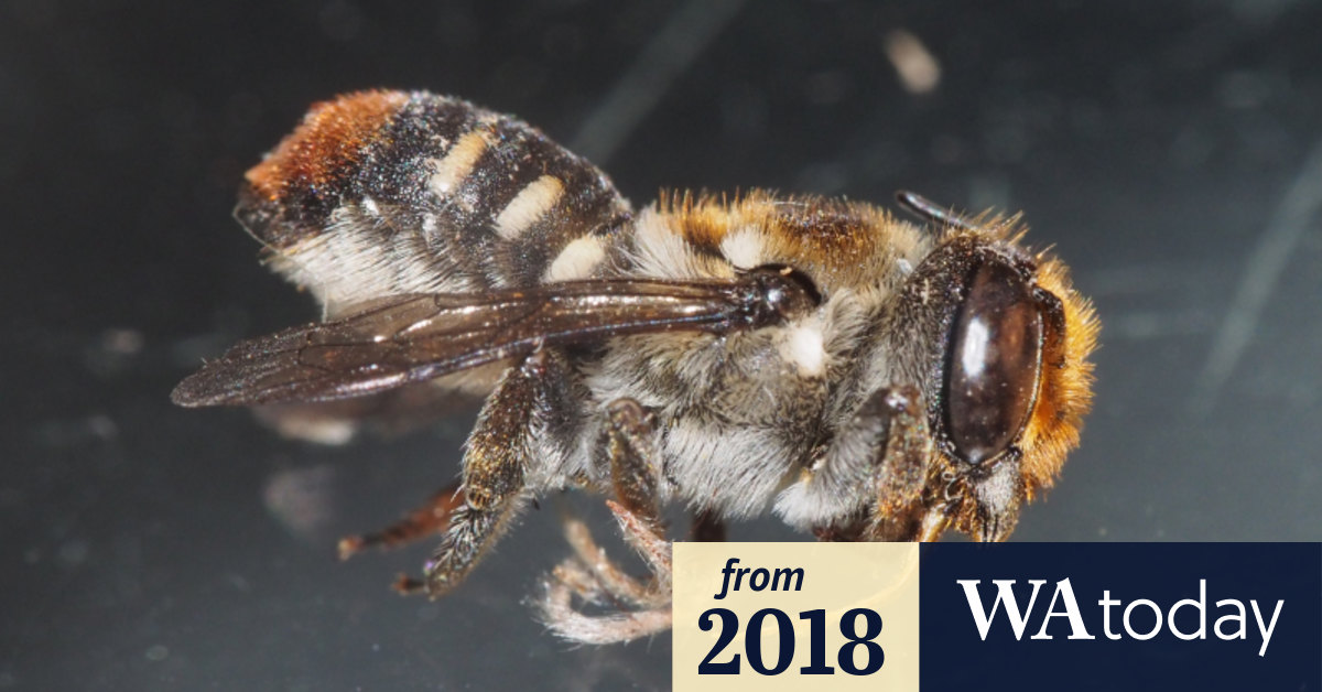 Native bees rely completely on Perth's endangered banksias: research