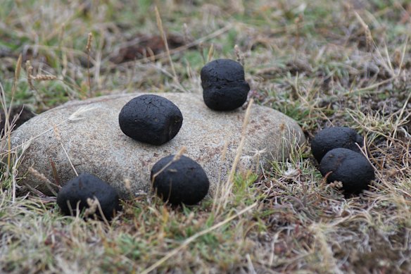 Wombat poo: Scientists discover why their droppings are cube-shaped