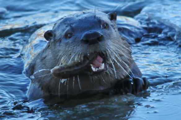 Alaska’s otter attacks spark warning after nine-year-old boy, pets bitten
