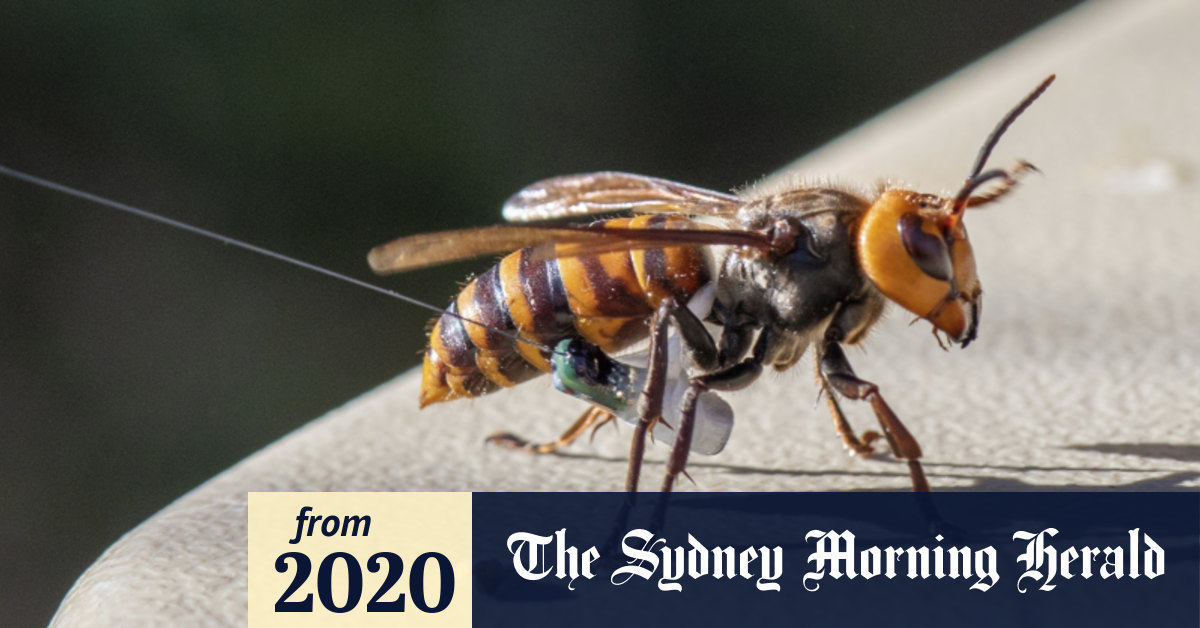 First 'murder hornet' nest removed by scientists in the US